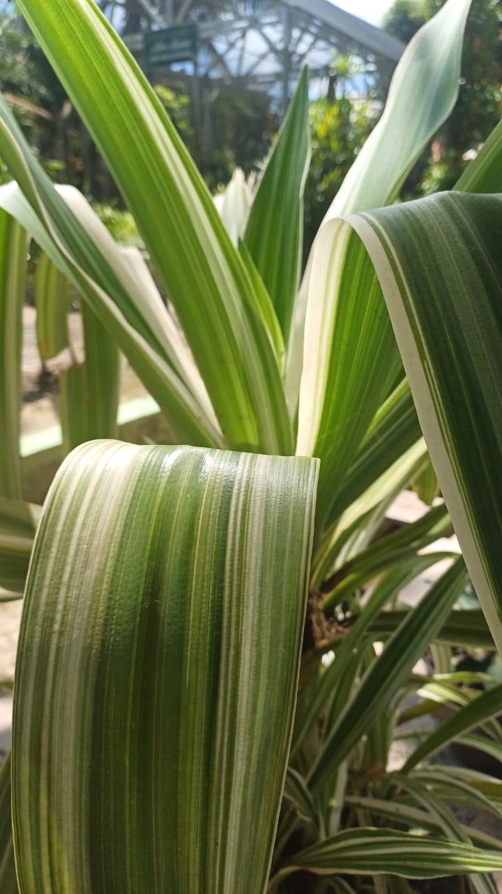 Agave putih - SMP WIJAYA KUSUMA